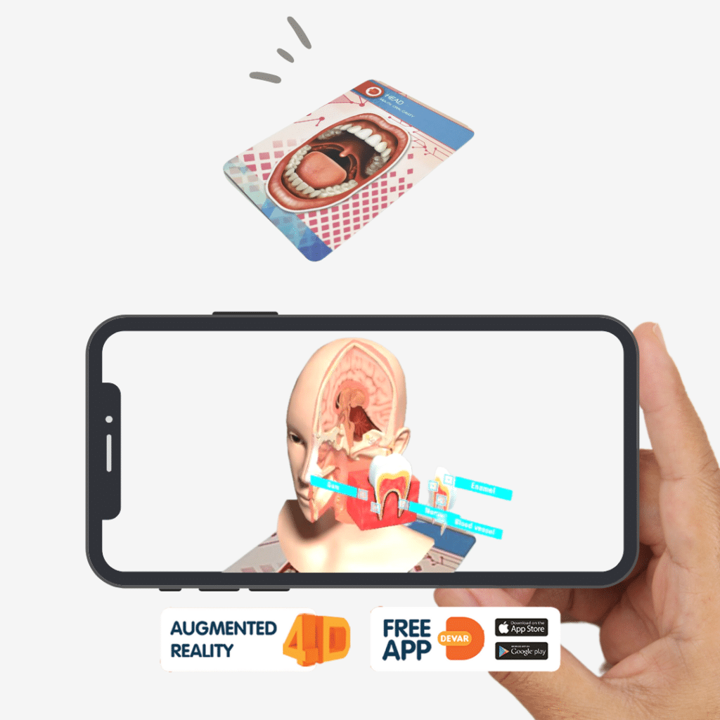 Flash Card - 4D Encyclopedia Of Anatomy - Aras Ilmu